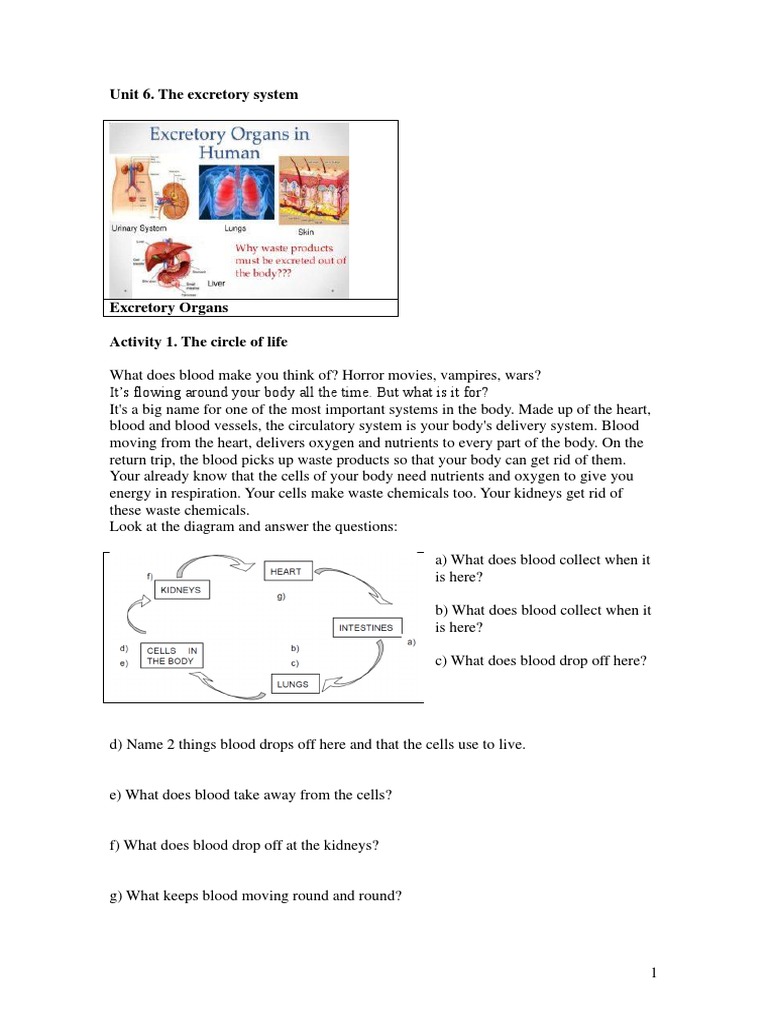Unit 6. Excretory System | PDF