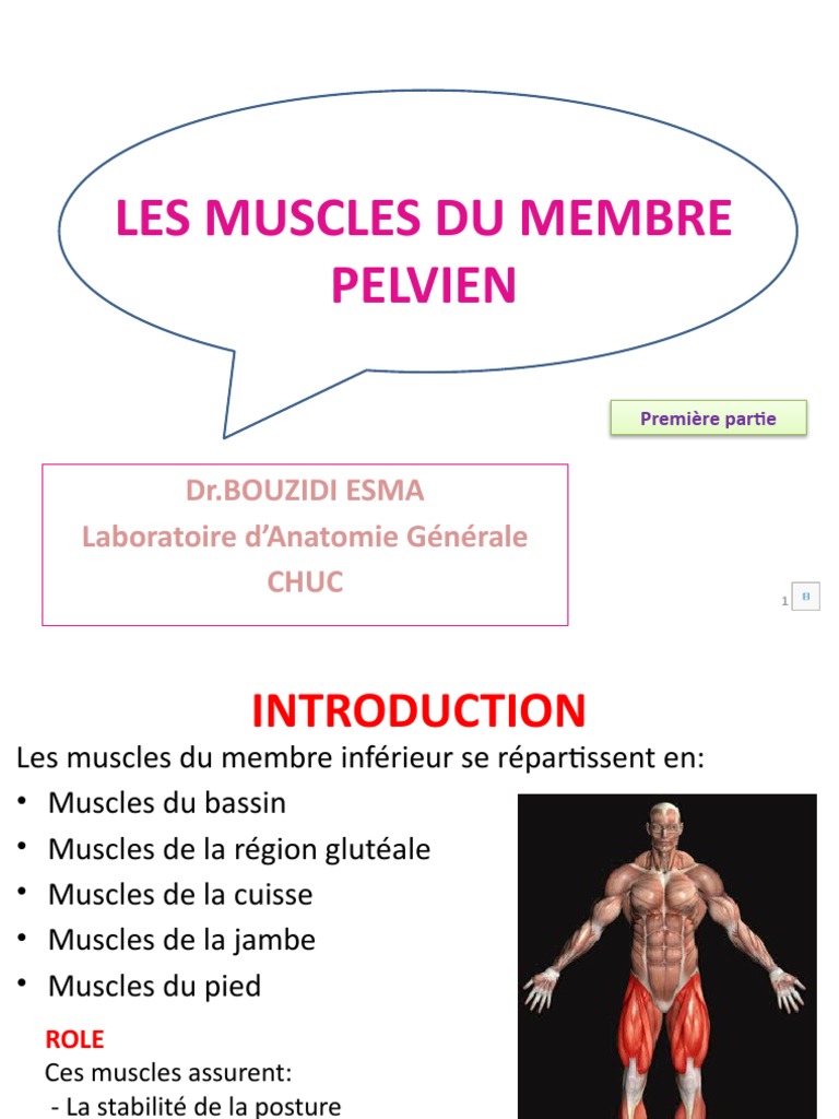 LES MUSCLES DU MEMBRE PELVIEN.final ((BA)) première partie | PDF ...