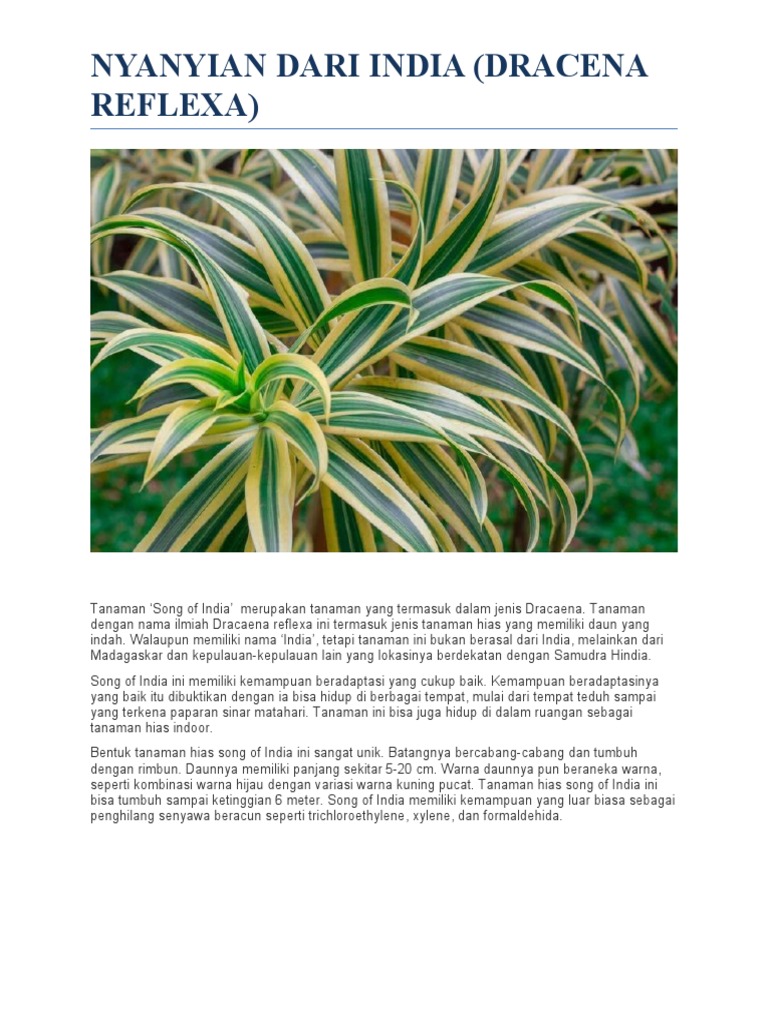 Nyanyian Dari India (Dracena Reflexa) | PDF