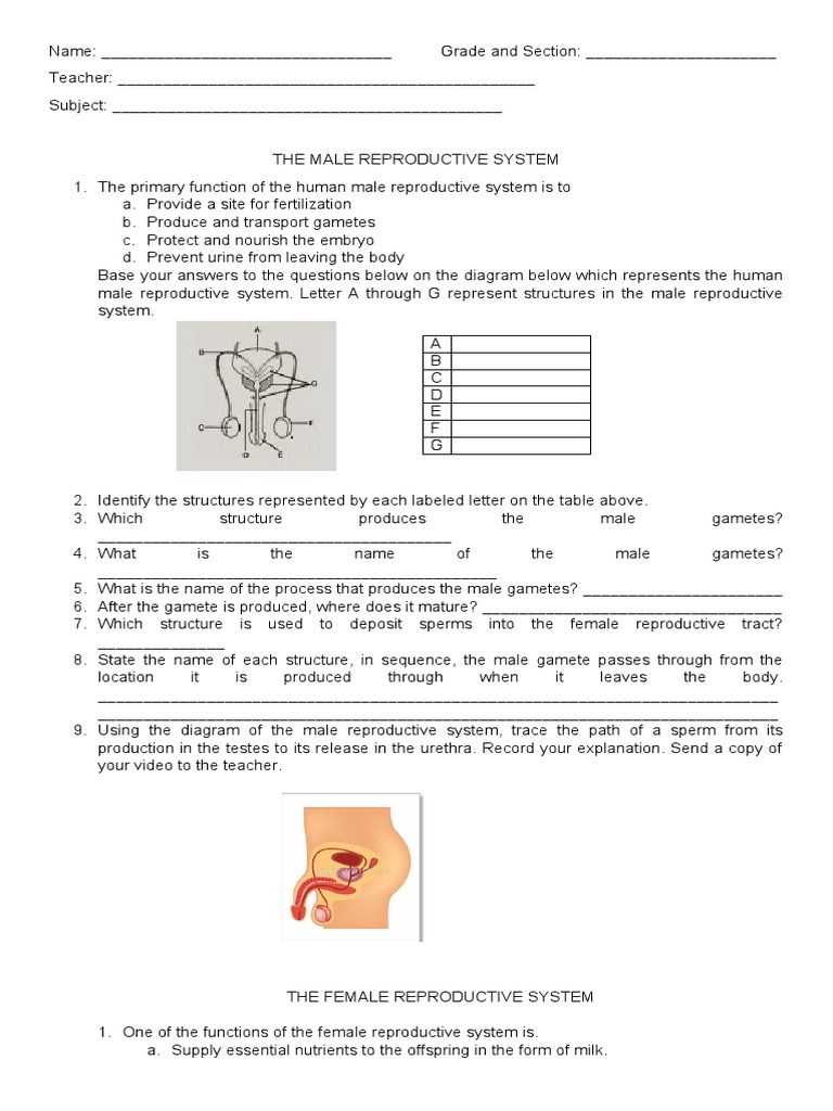 Activity Sheets | PDF | Reproductive System | Fertilisation