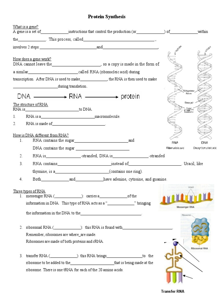 RNA and Protein Synthesis Worksheet | PDF | Rna | Translation (Biology)