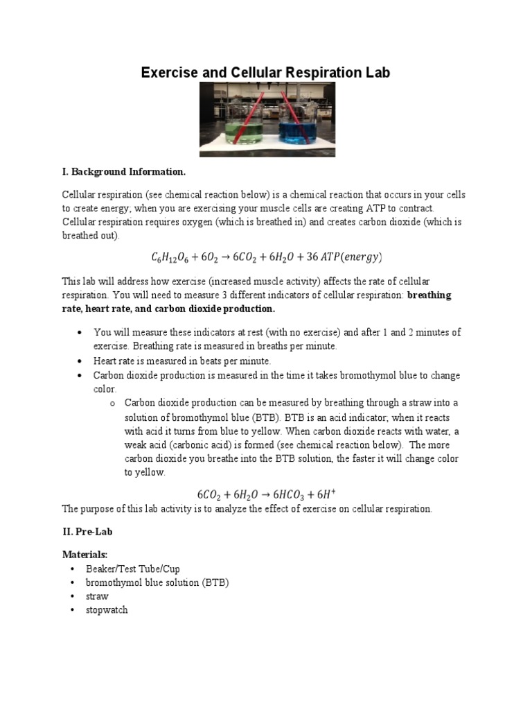 Respiration Lab | PDF | Breathing | Cellular Respiration