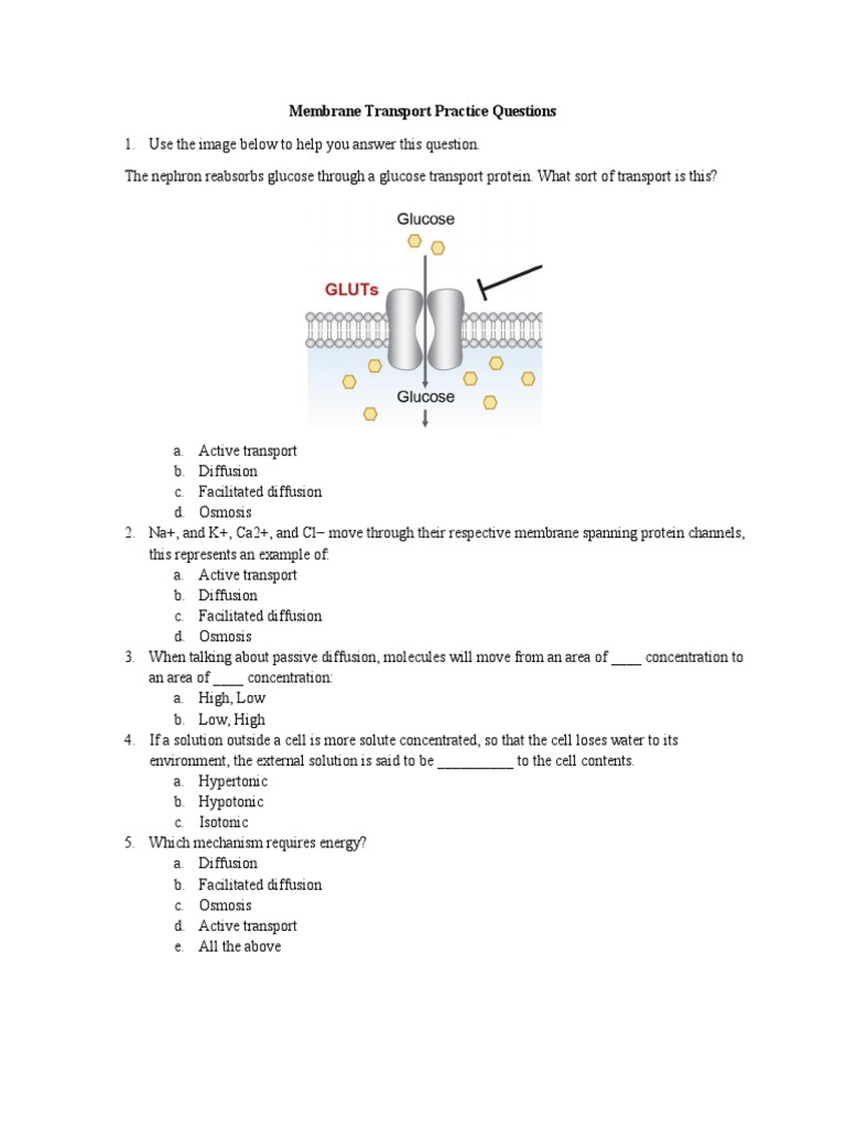 Membrane Transport Practice Questions | PDF | Osmosis | Biotechnology