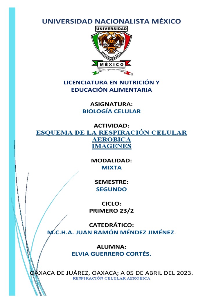 Esquema de la respiración celular aeróbica: procesos bioquímicos de la ...