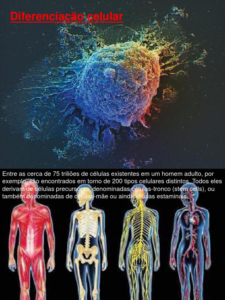 Diferenciação Celular | PDF