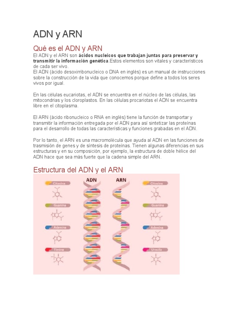 ADN y ARN EXPLICACION | PDF | Rna | Adn
