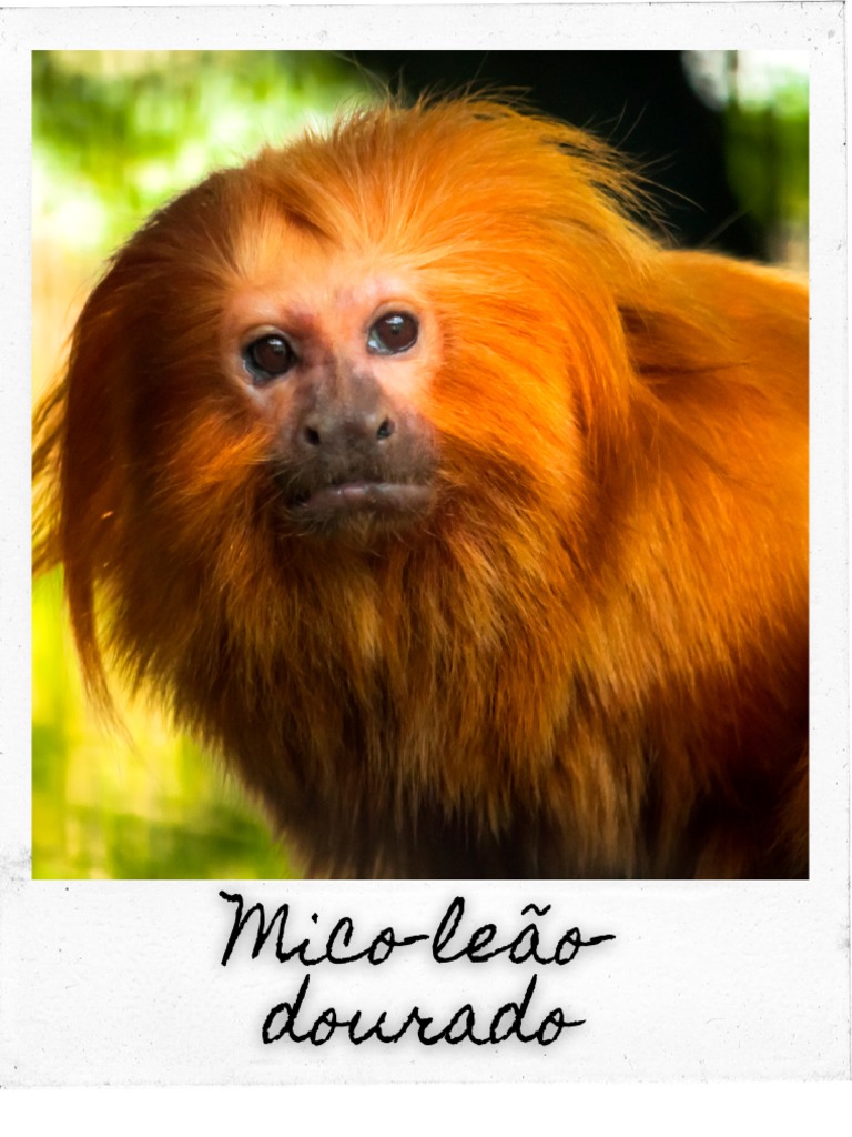 Mico-leão-dourado | PDF