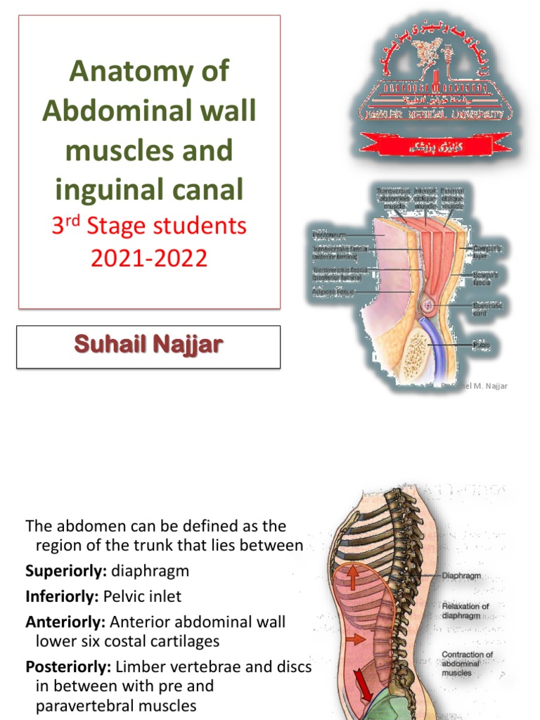 LG 3 (Abdominal Wall Muscles and Inguinal Canal) | PDF | Abdomen ...