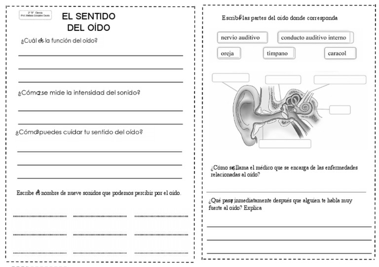 Tarea de Ciencias El Oido | PDF