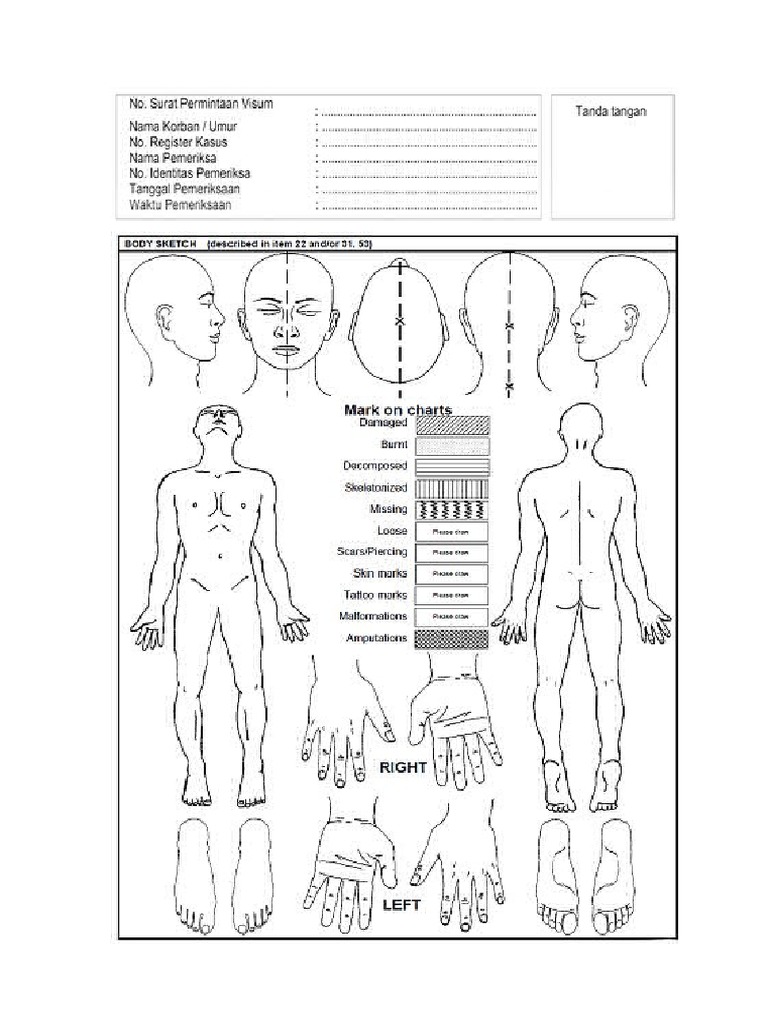 Bodychart Ready | PDF