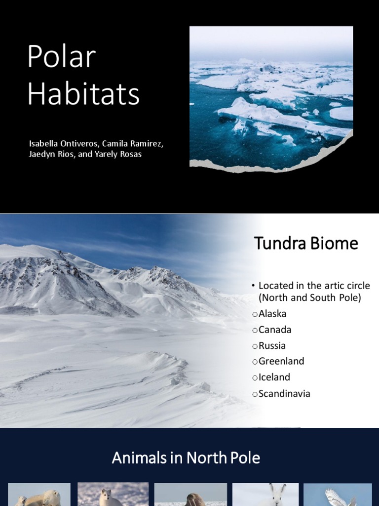 Polar Habitat | PDF | Pinniped | Predation