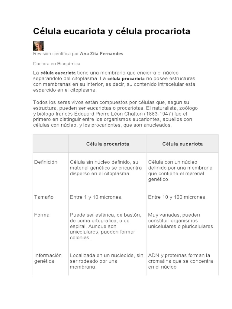 Célula Eucariota y Célula Procariota | PDF | Biología Celular) | Eucariotas