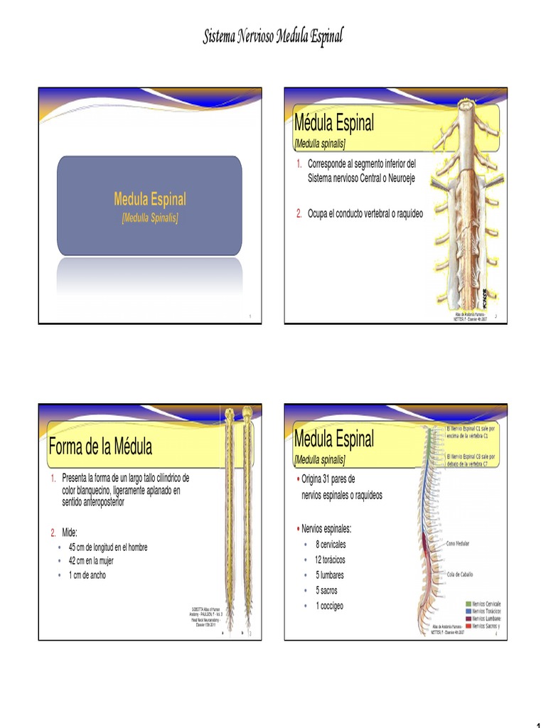 N001 Sistema Nervioso Medula Espinal Ed Física | PDF | Médula espinal | Materia gris