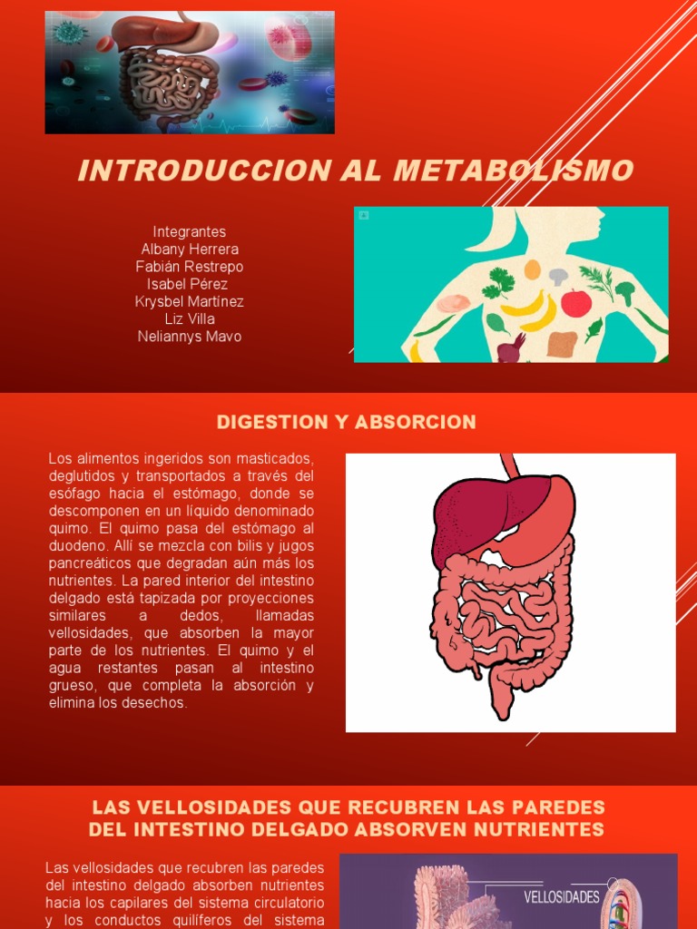 METABOLISMO | PDF | Metabolismo | Digestión