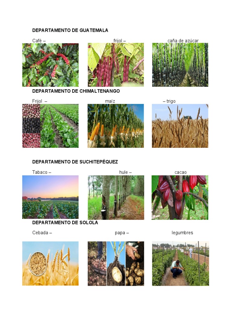 Cultivos de Los 22 Departamento de Guatemala | PDF