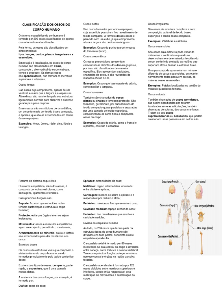 CLASSIFICAÇÃO DOS OSSOS DO CORPO HUMANO | PDF | Esqueleto | Osso
