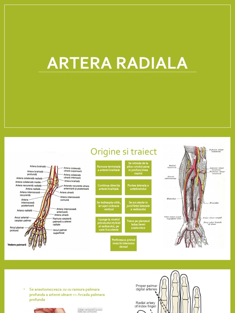 Artera Radiala | PDF