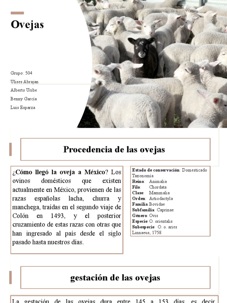 Ovejas | PDF | Oveja | Leche