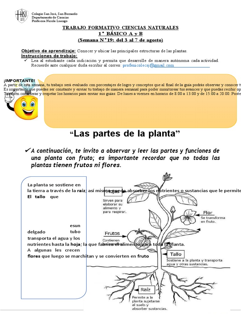 1°básico Ciencias Naturales Semana 19 1 | PDF | Plantas | Botánica