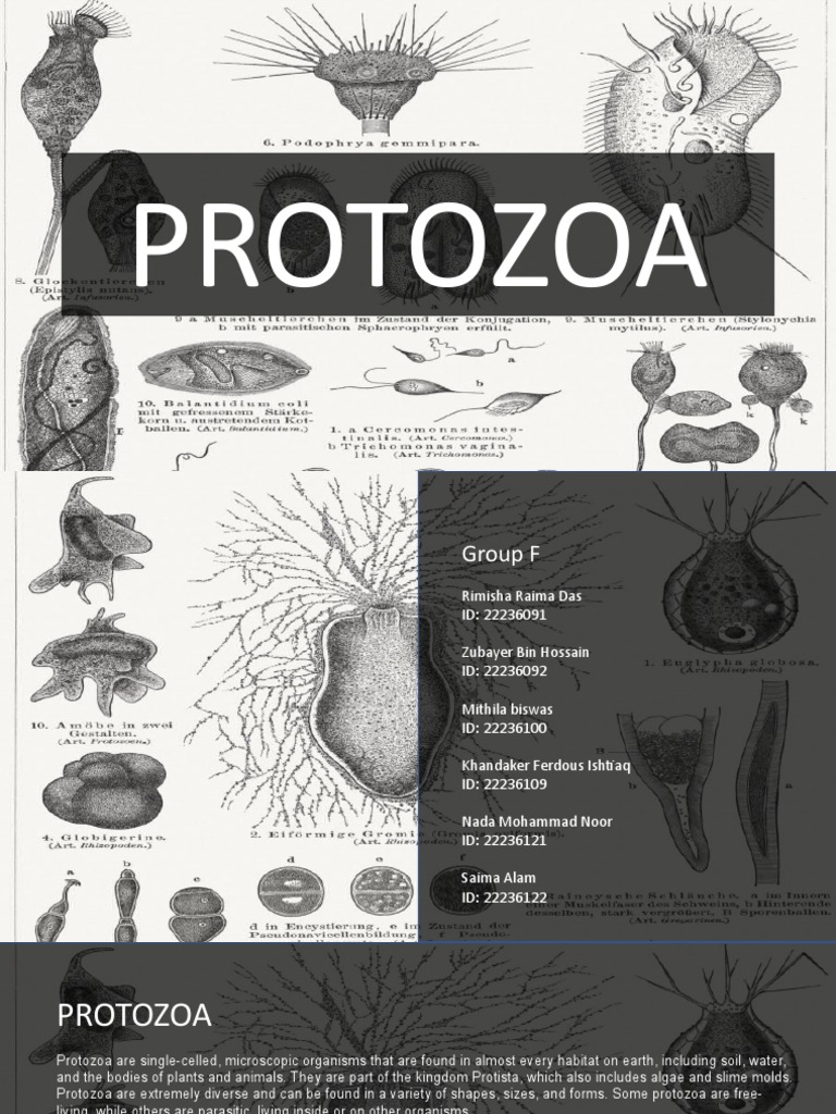 Protozoa: Single-Celled Microscopic Organisms | PDF | Protozoa | Sexual ...