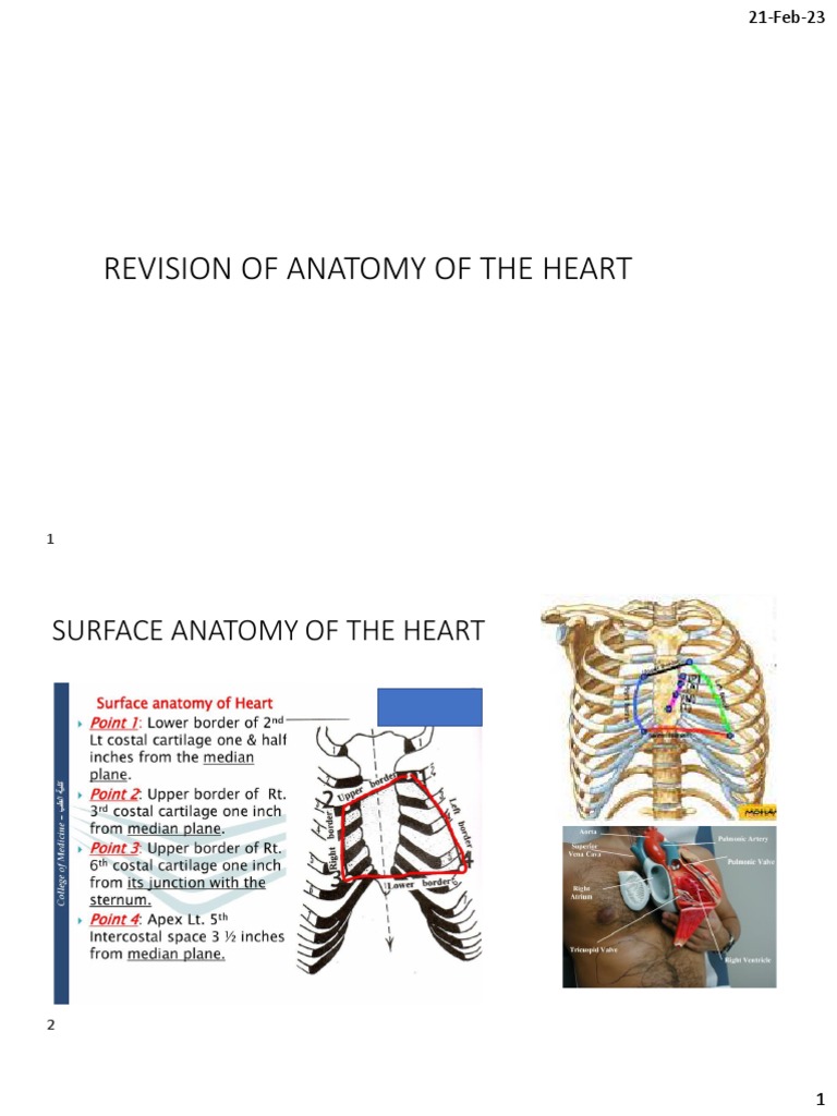 Sec 3 | PDF | Heart Valve | Heart