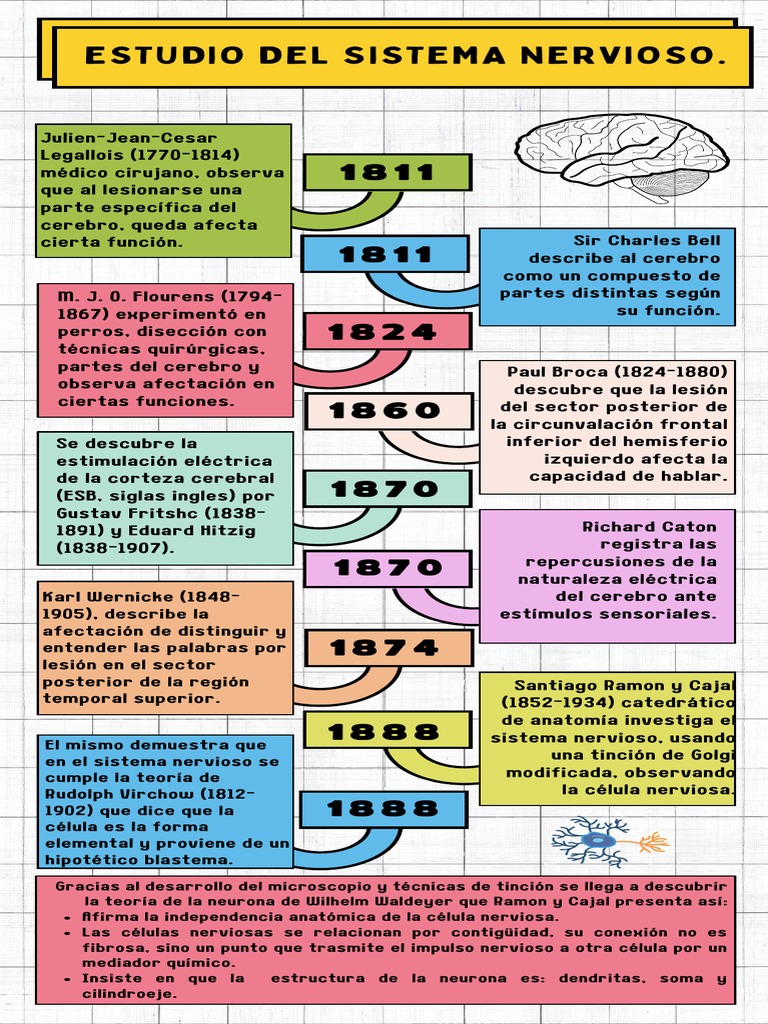 Infog3 Sist Nerv T3 | PDF | Neurona | Cerebro
