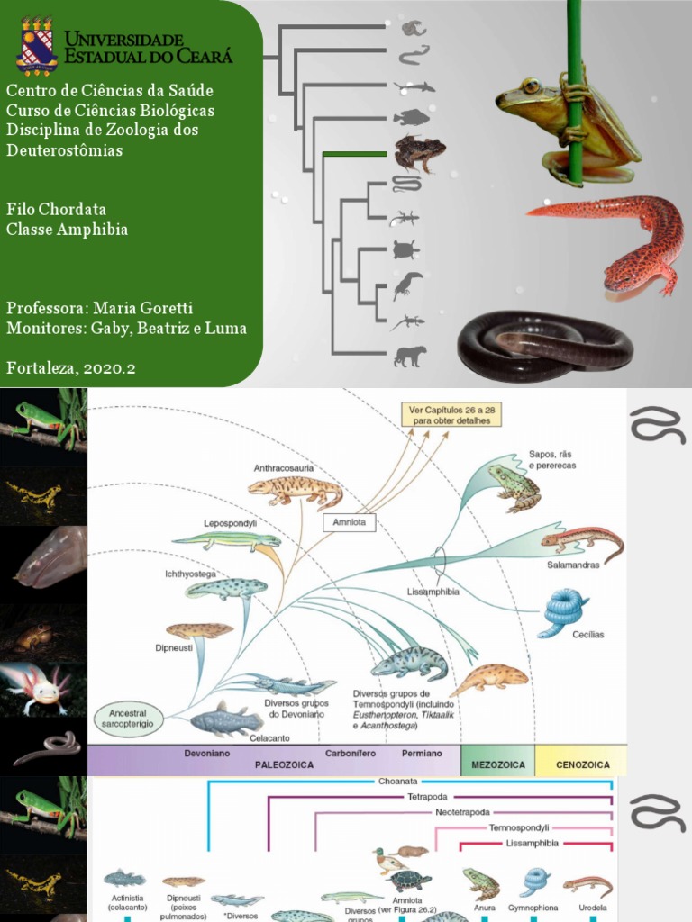AMPHIBIA | PDF | Sapo | Anfíbio