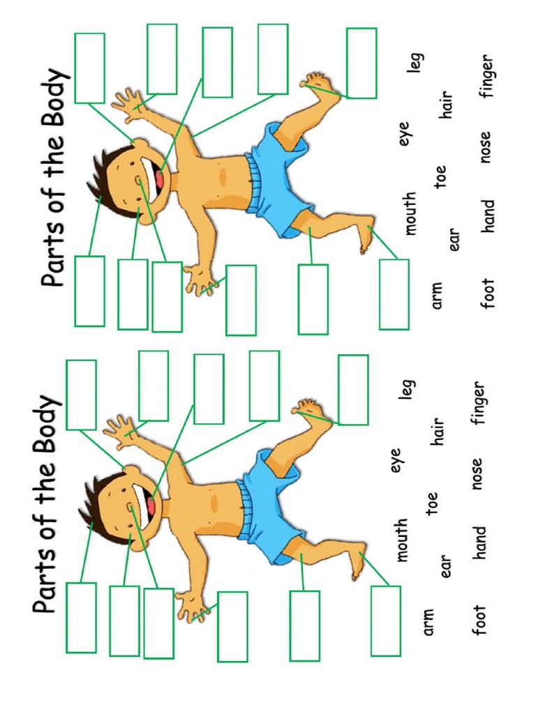 Parts of The Body | PDF