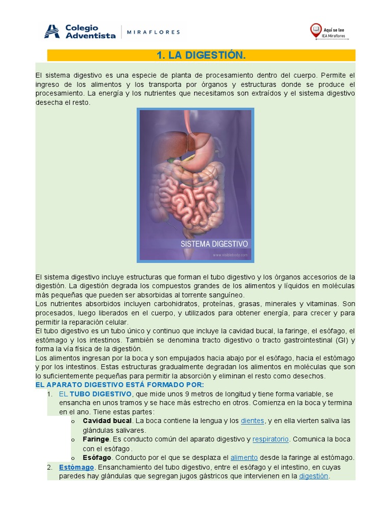 Nutricion Digestion | PDF | Sistema digestivo humano | Digestión