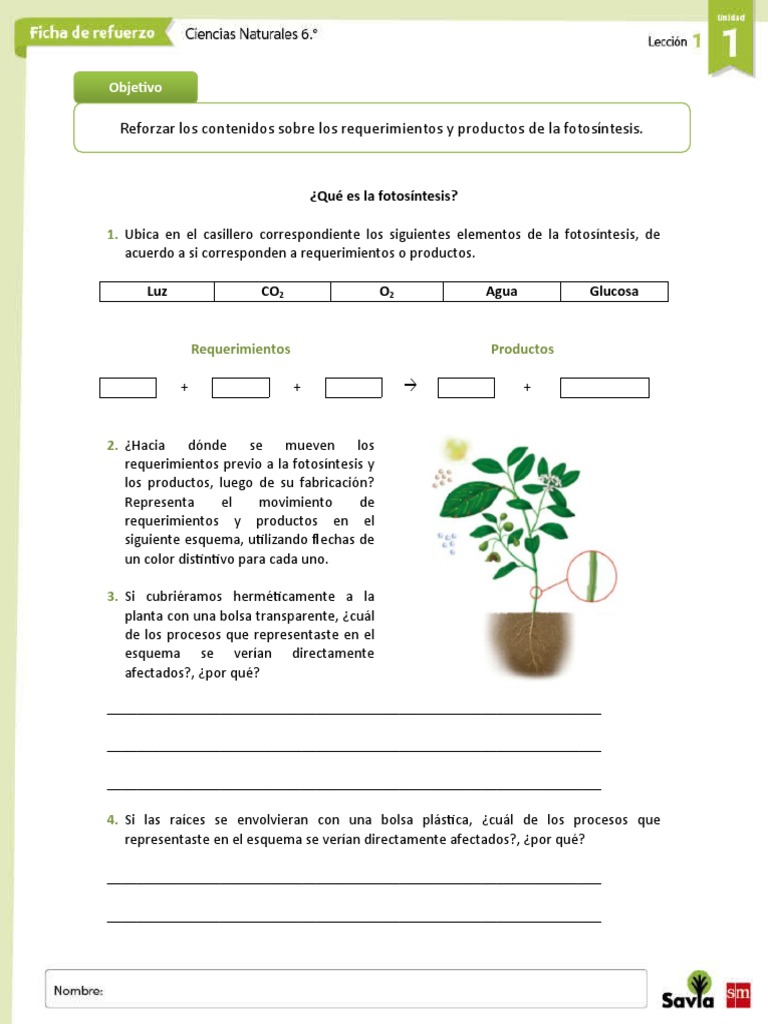 Refuerzo U1 l1 | PDF | Fotosíntesis | Plantas