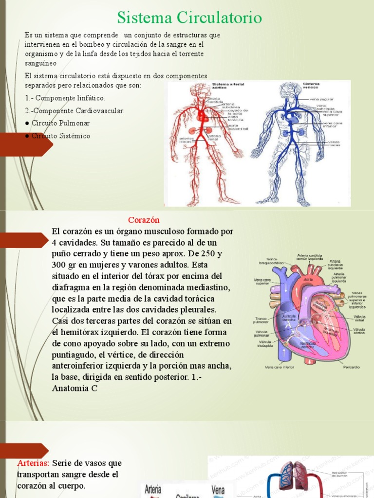 Sistema Circulatorio Pdf Sistema Circulatorio Vena
