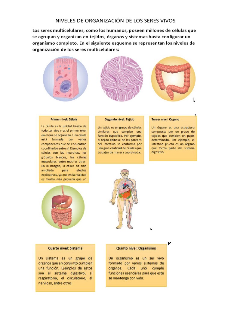 Niveles de Organización de Los Seres Vivos Guía de Contenidos 14-04 ...