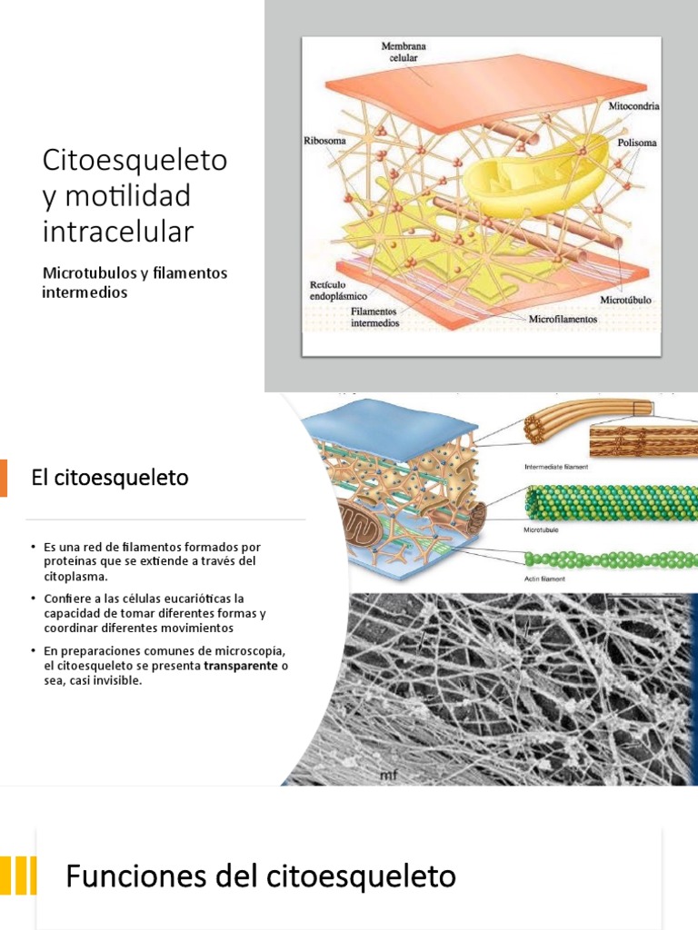 Estructura y función del citoesqueleto | PDF | Microtúbulos | Citoesqueleto