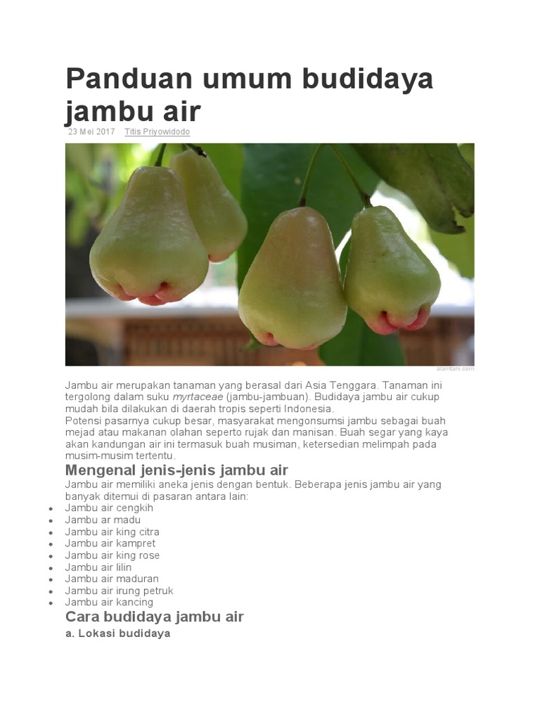 Cara Menanam Jambu Air | PDF