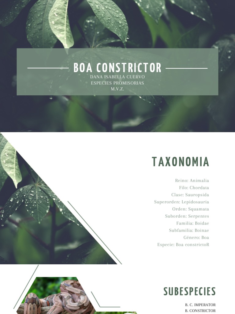 Boa Constrictor | PDF