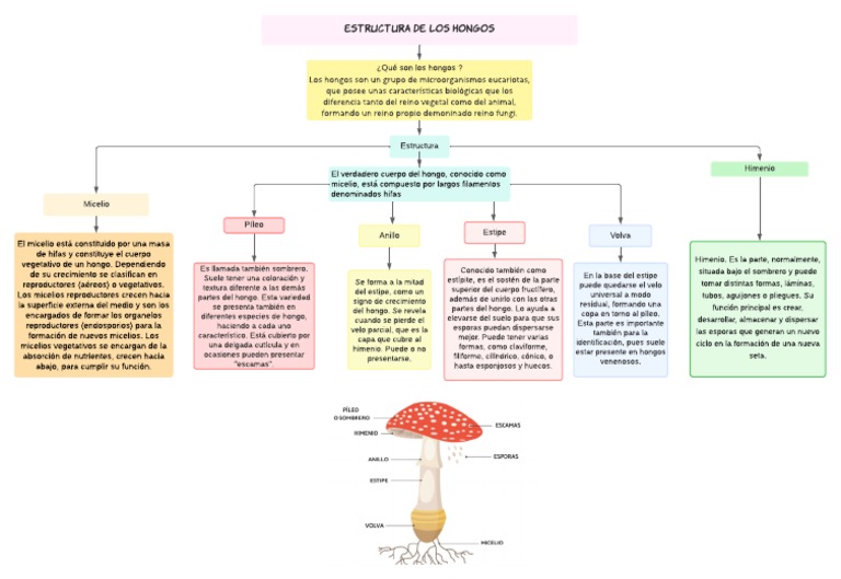 Estructura Y Función De Los Hongos La Increíble Biología Y