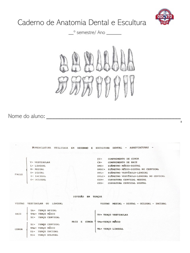 Anatomia Dental Desenho De Estruturas Pdf