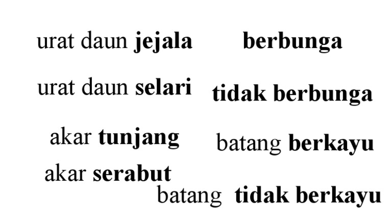 Urat Daun Jejala | PDF