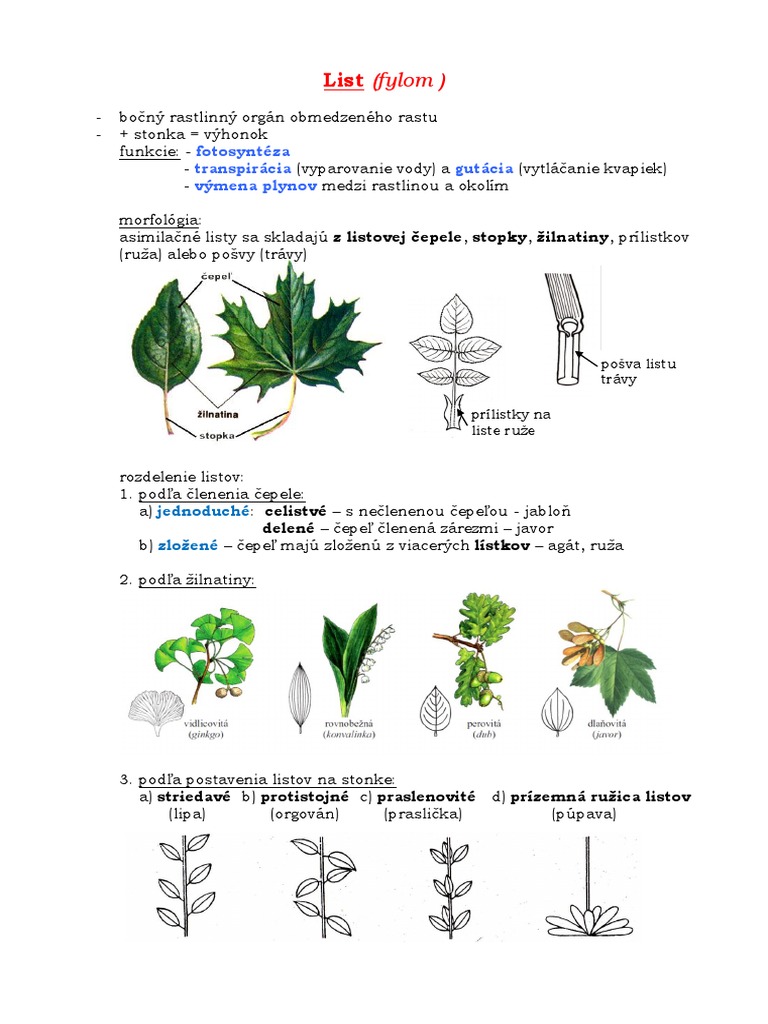 List (Fylom) : Fotosyntéza Transpirácia Gutácia Výmena Plynov | PDF