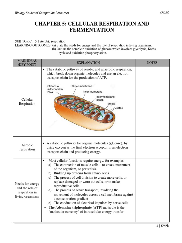 SB025 5. CELLULAR RESPIRATION | PDF