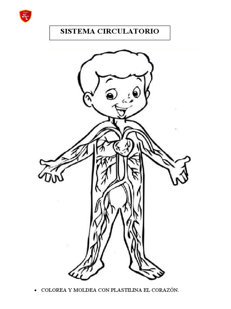 Colorea y Moldea el Sistema Circulatorio | PDF