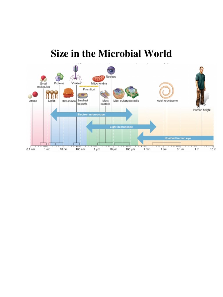 Size in The Microbial World | PDF