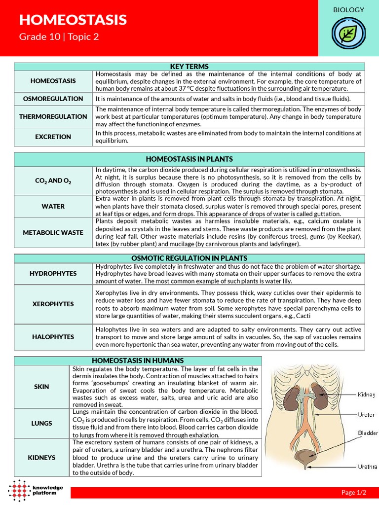 Homeostasis: Grade 10 - Topic 2 | PDF