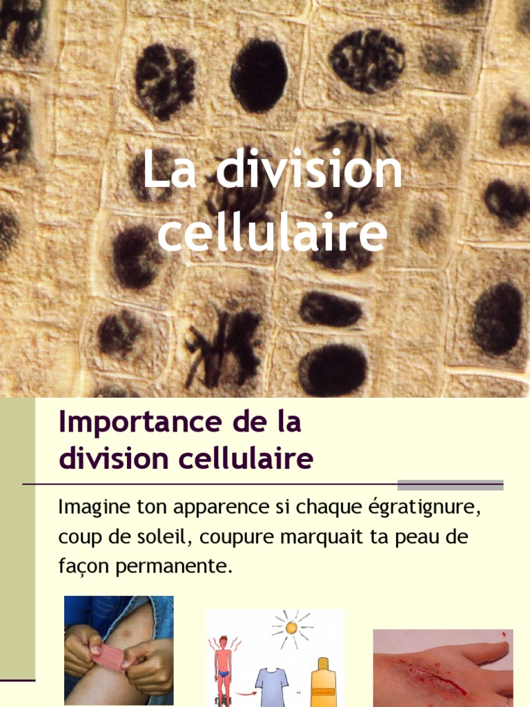 division_cellulaire | PDF | Mitose | Cellule (Biologie)
