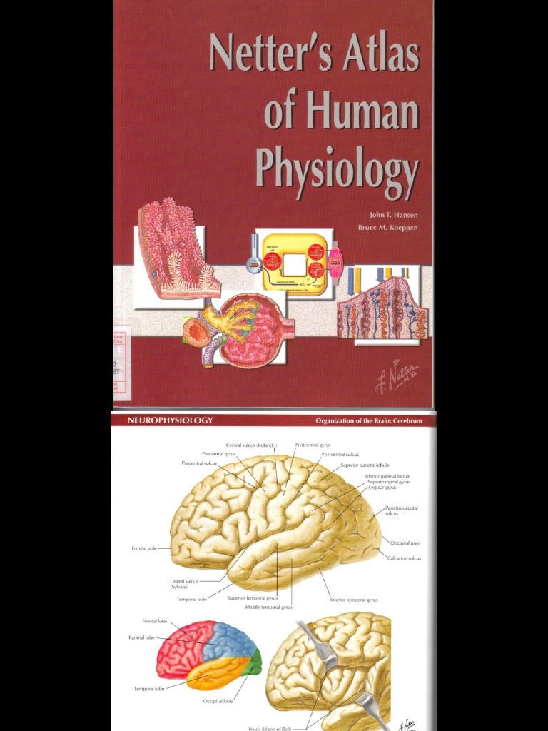 Netter Atlas of Human Physiology | PDF