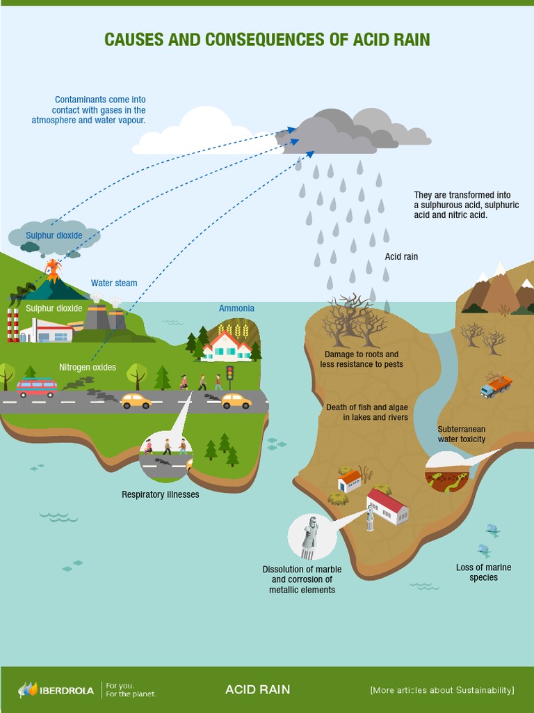 Causes and Effects of Acid Rain | PDF