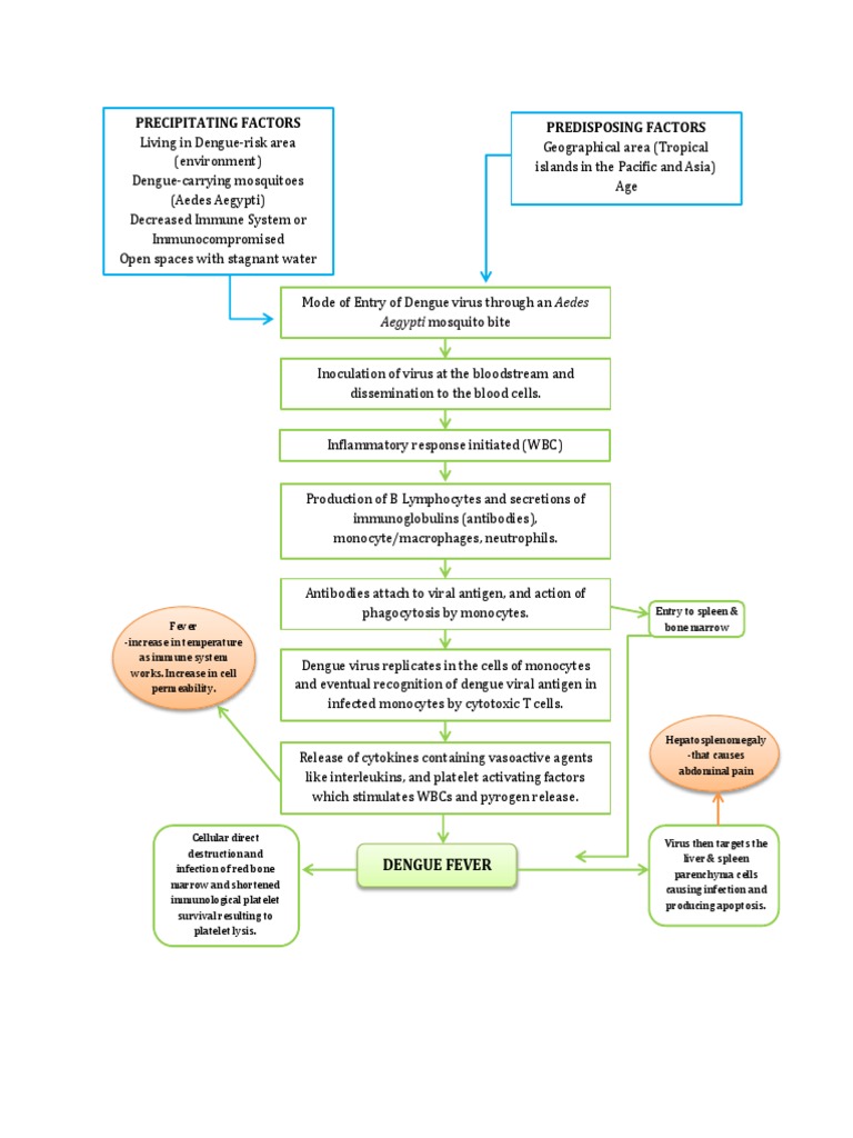 Pathophysio Dengue | PDF | Immune System | White Blood Cell
