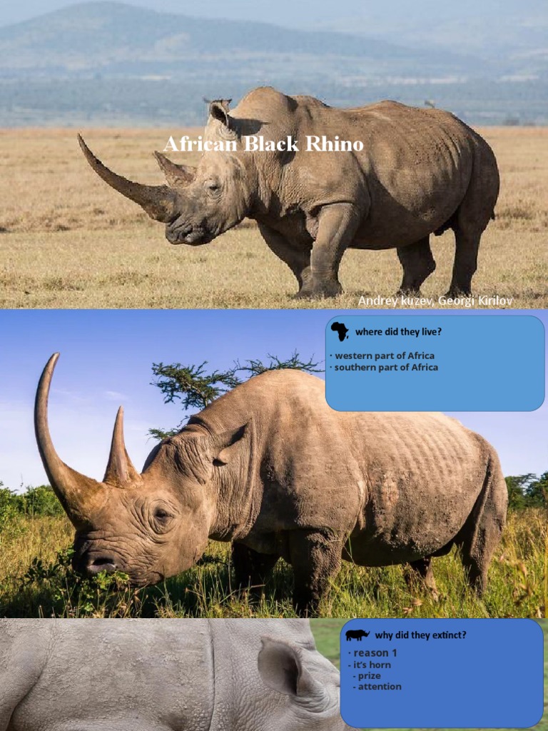 African Black Rhino | PDF