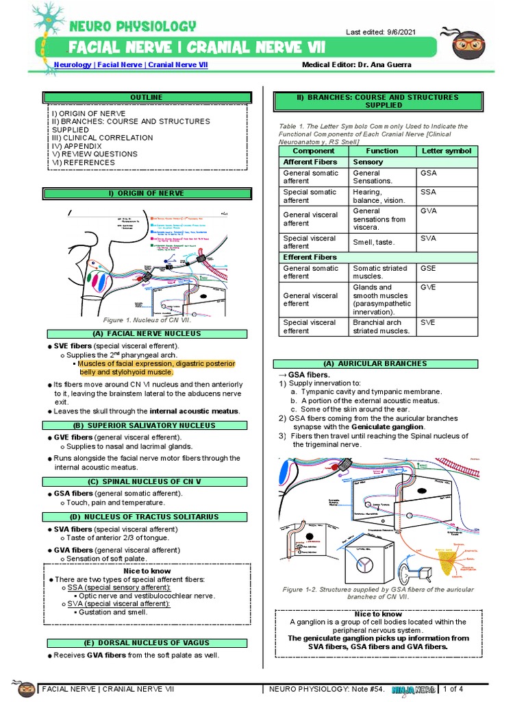 Anatomy and Functions of the Facial Nerve (Cranial Nerve VII) | PDF ...