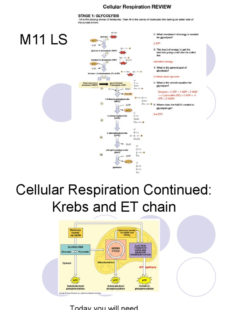 3.2.2 Krebs and ET Chain | PDF | Cellular Respiration | Citric Acid Cycle